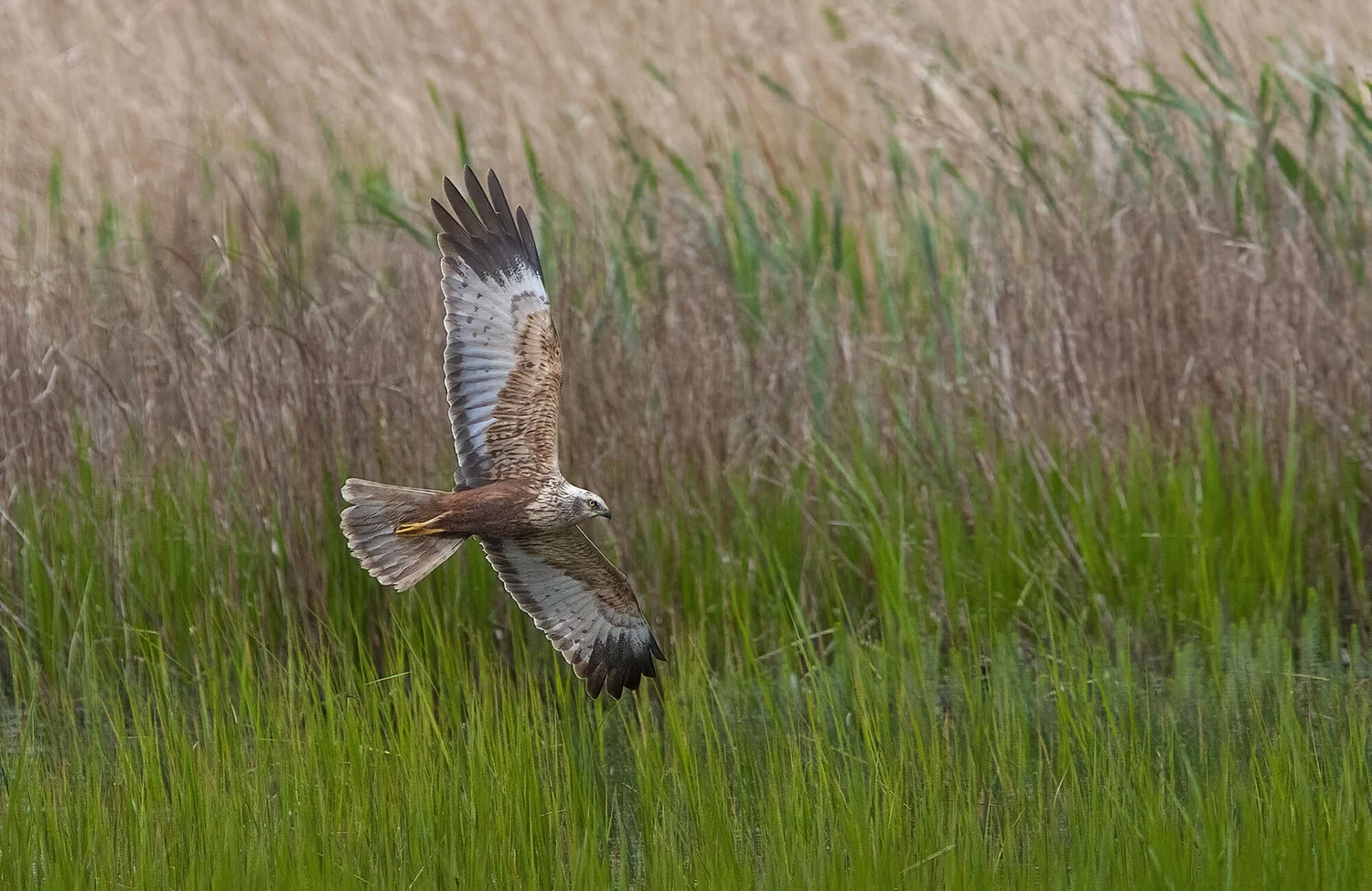 Marsh Harriers — Graham Catley Photography