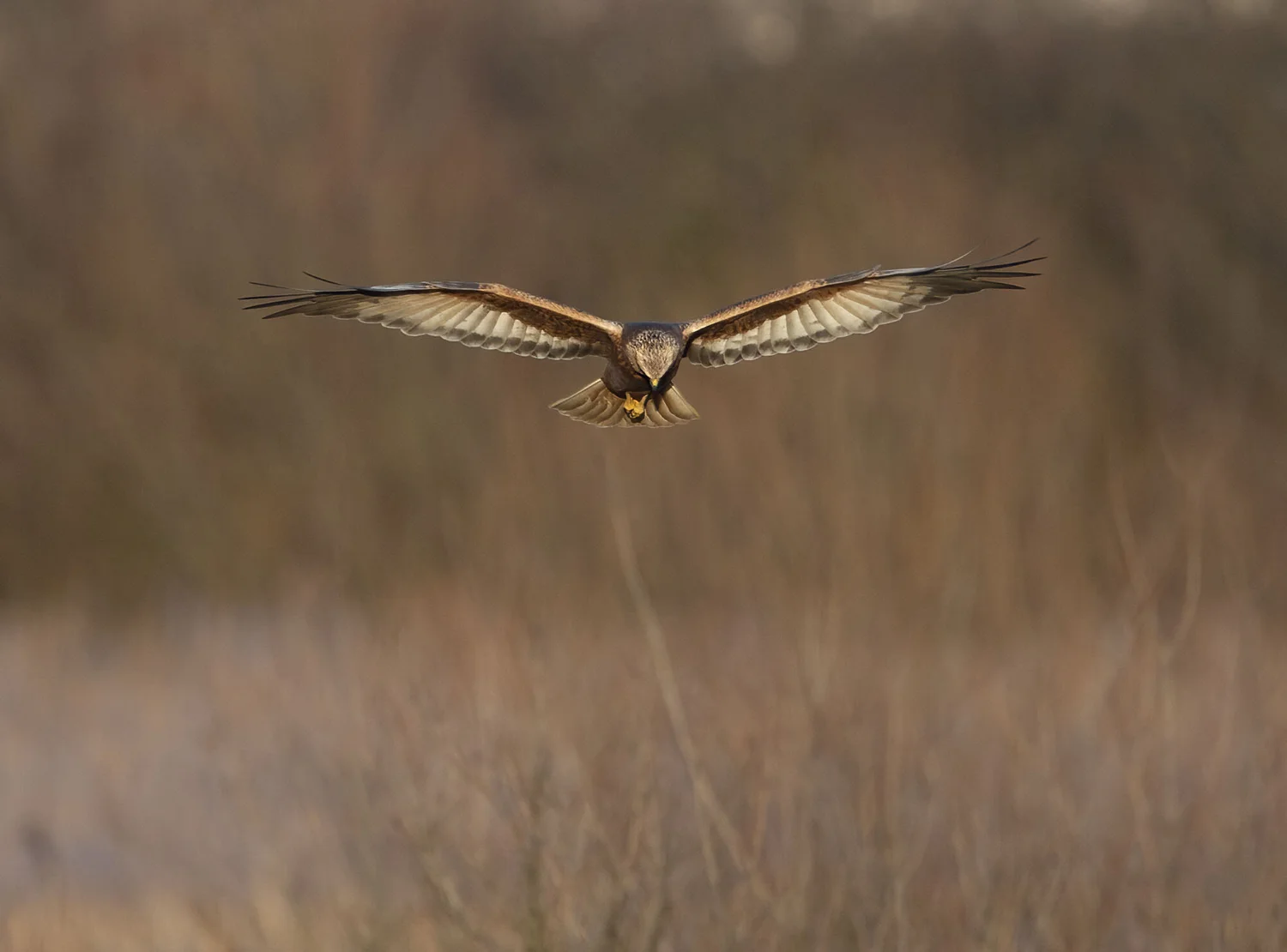 Marsh Harriers — Graham Catley Photography