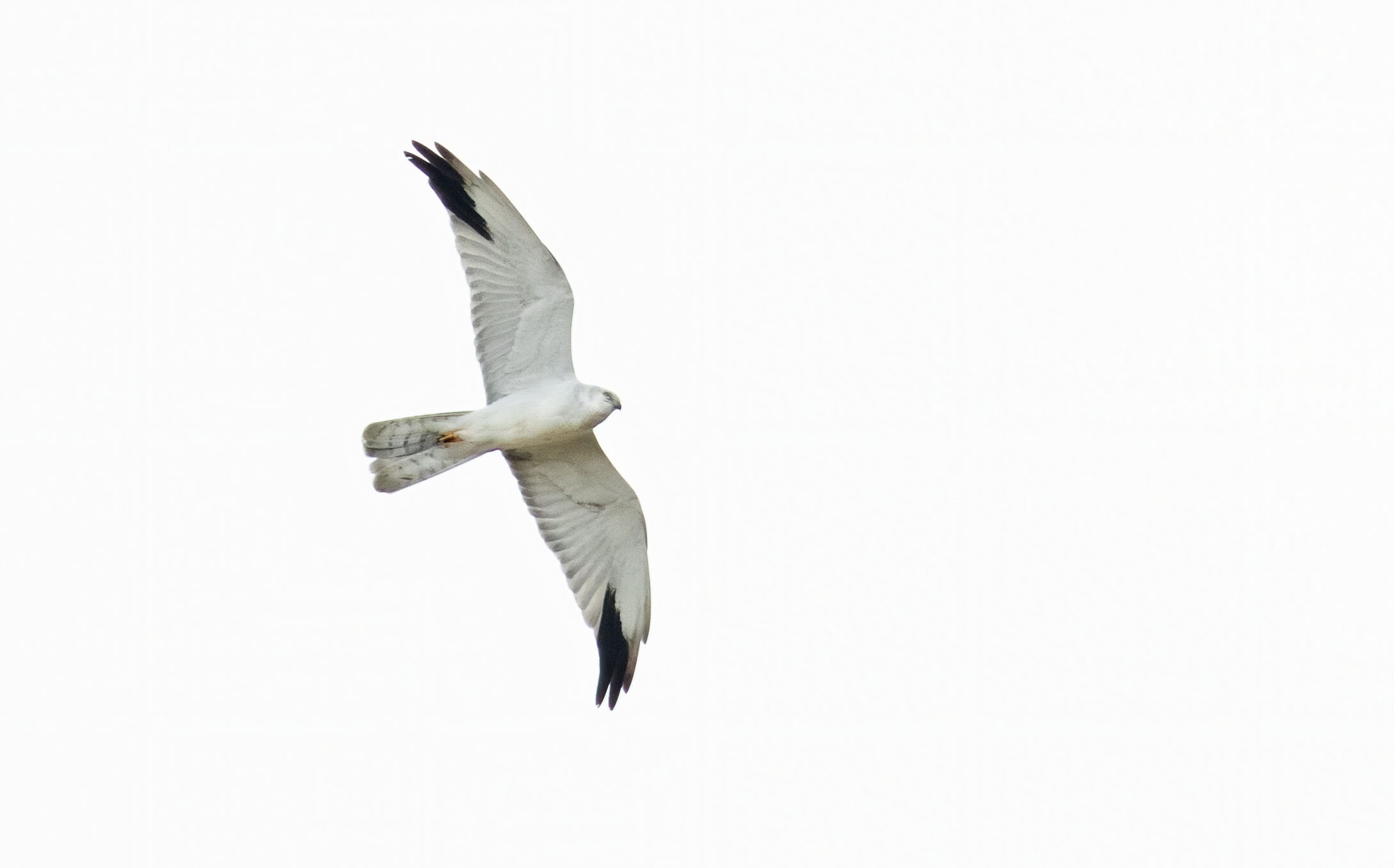 Pallid Harrier — Graham Catley Photography