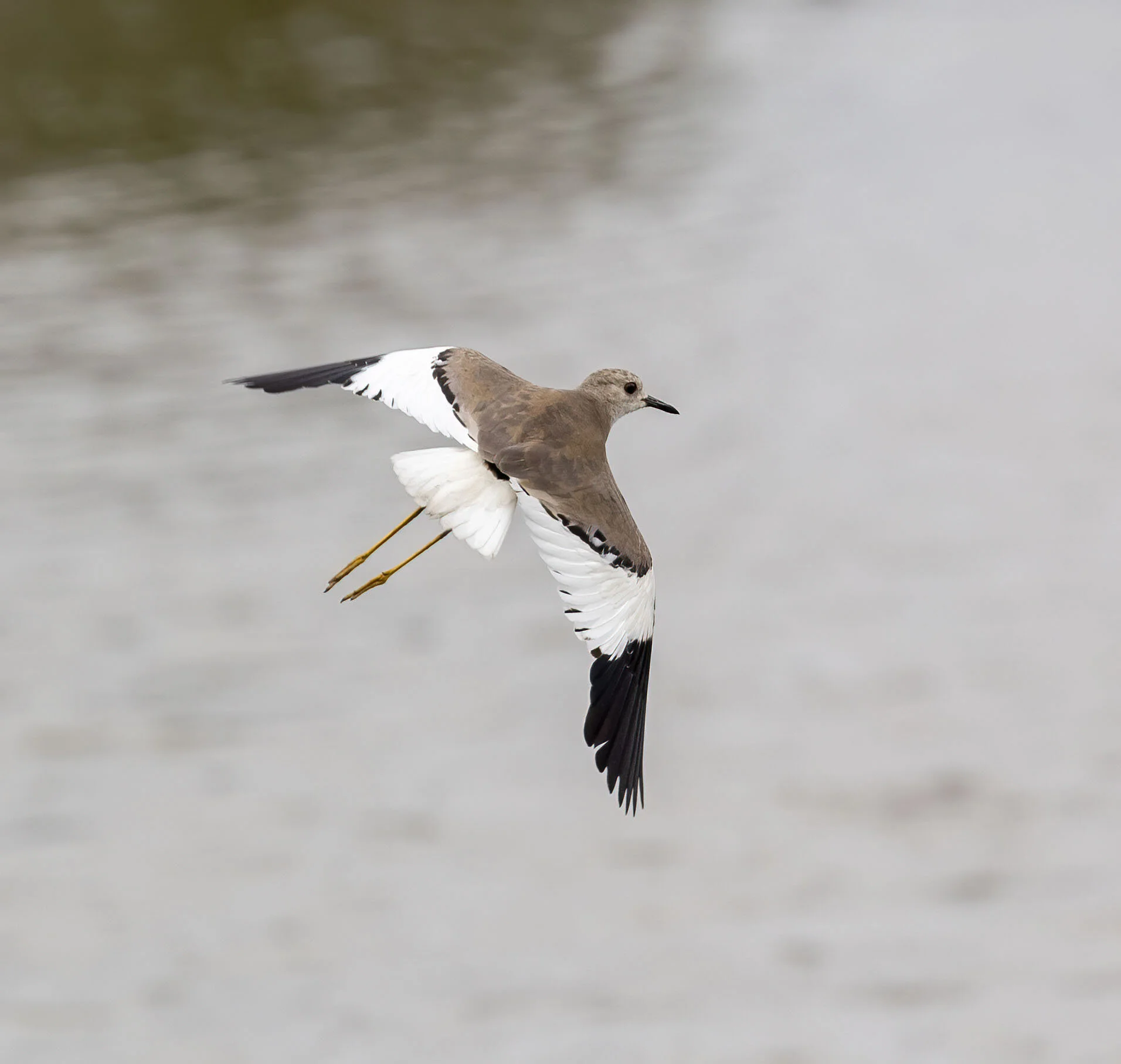 White-tailed Lapwing: Blacktoft Sands RSPB, August 2021 — Graham Catley ...