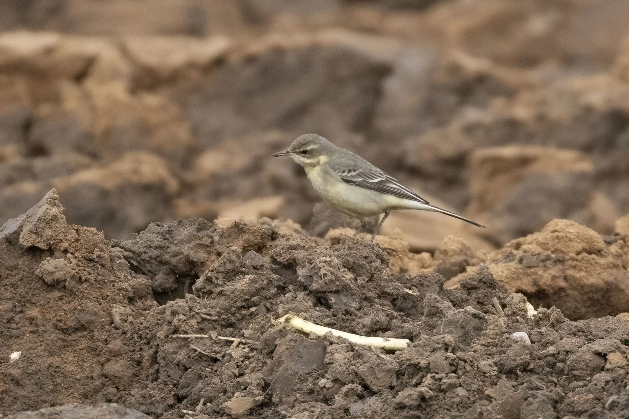 Eastern Yellow Wagtail at Winteringham — Graham Catley Photography