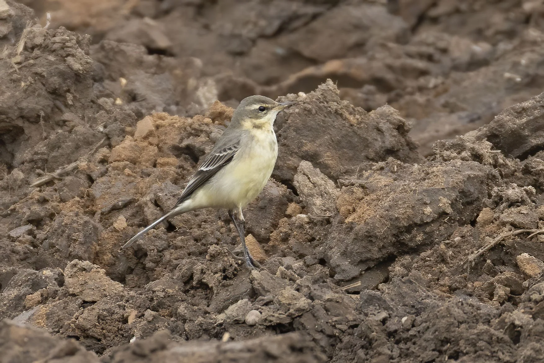 Eastern Yellow Wagtail at Winteringham — Graham Catley Photography