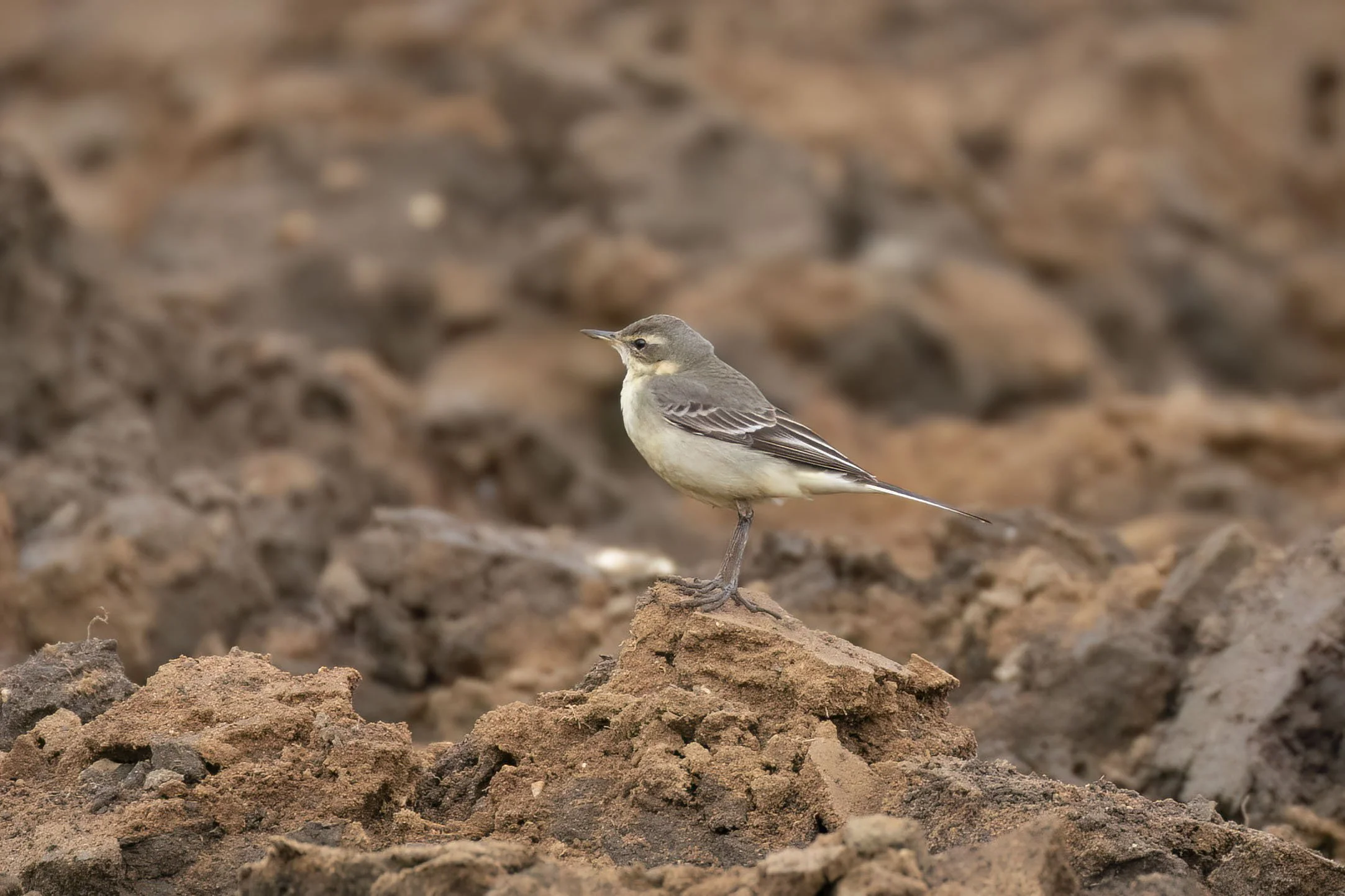 Eastern Yellow Wagtail at Winteringham — Graham Catley Photography