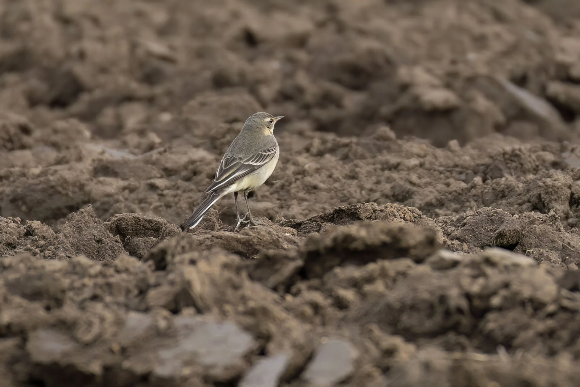 Eastern Yellow Wagtail at Winteringham — Graham Catley Photography