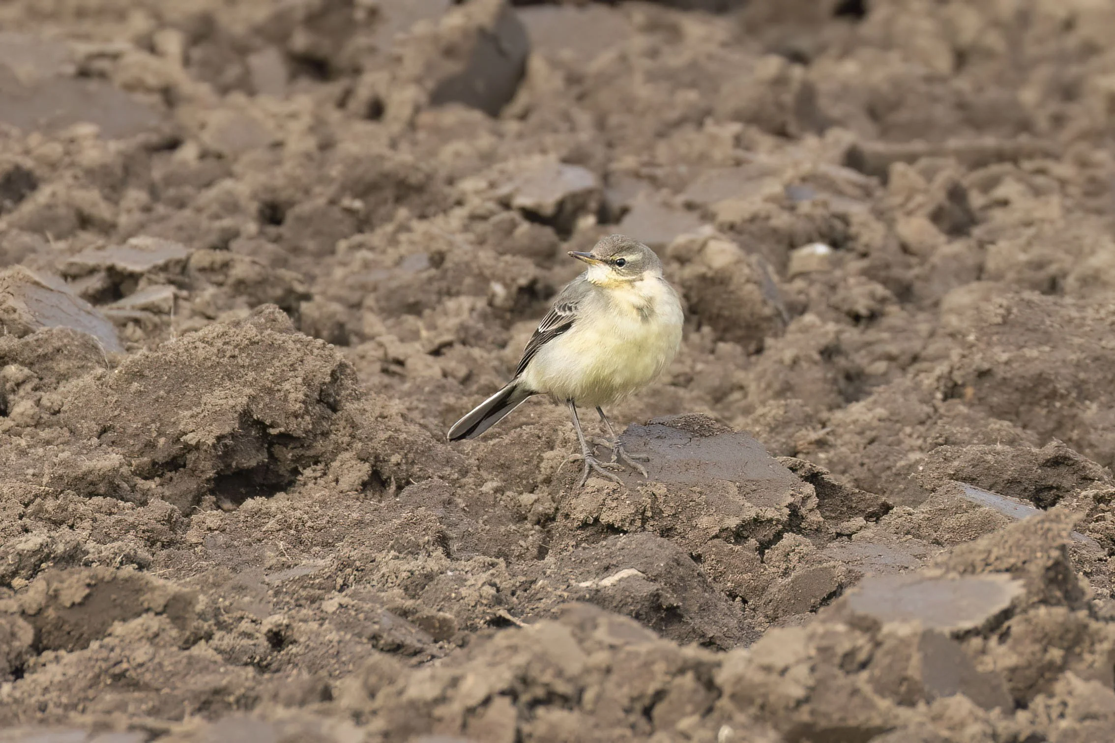 Eastern Yellow Wagtail at Winteringham — Graham Catley Photography