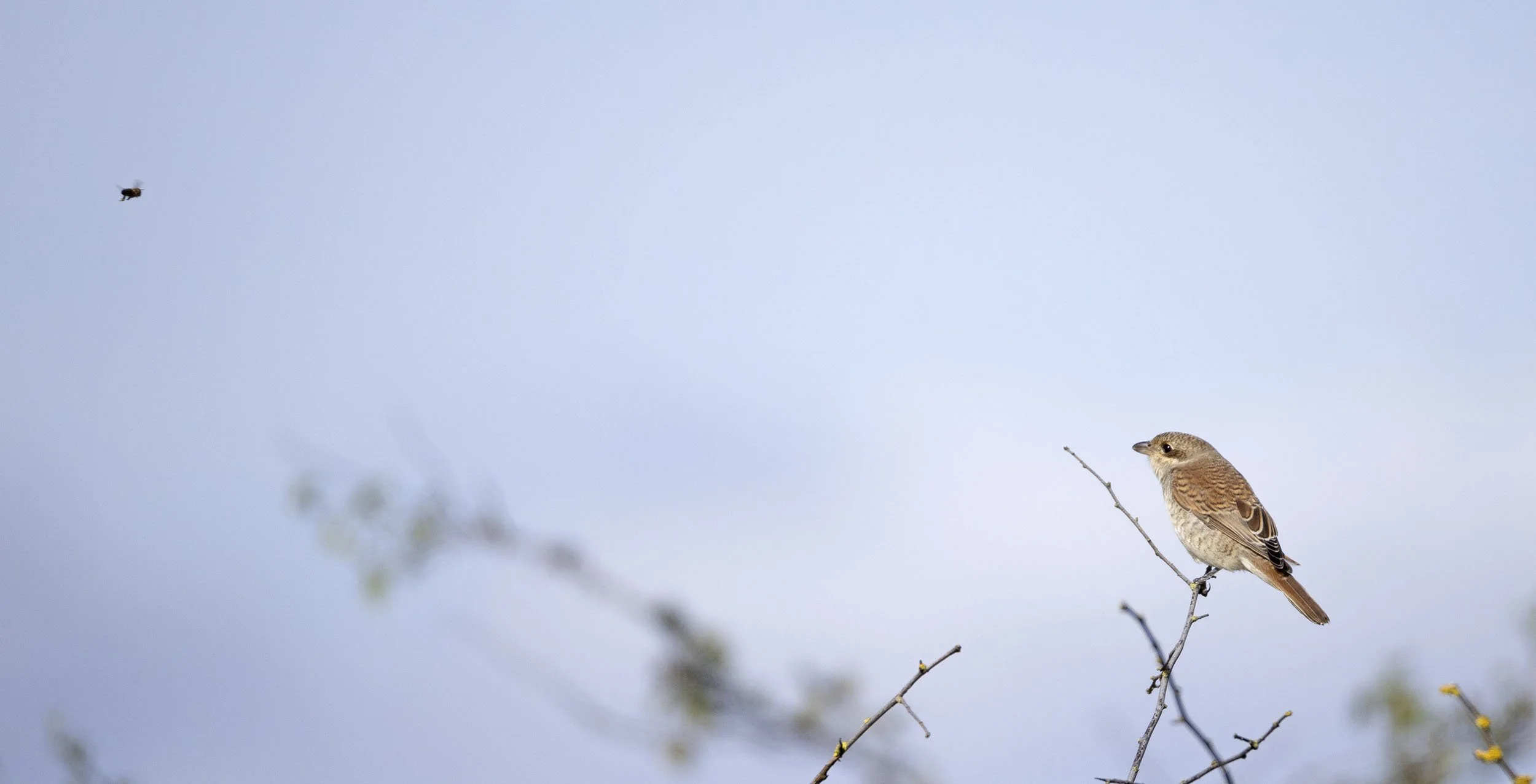 Red-backed Shrikes and an obliging Whinchat Donna Nook September 2024 ...