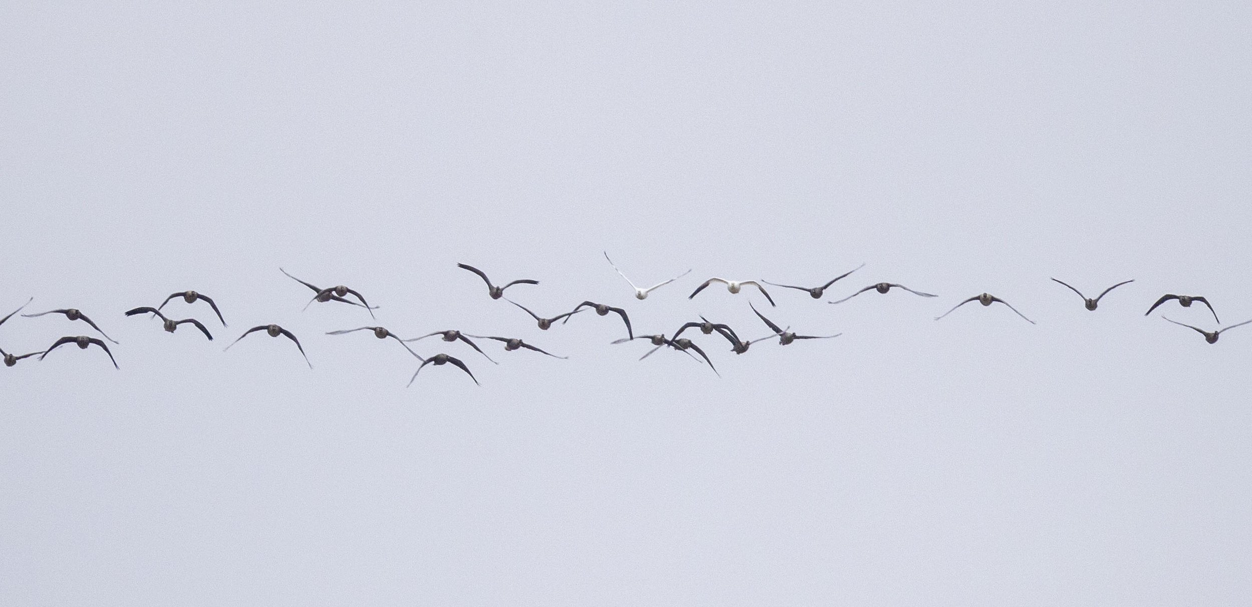 Two Snow Geese with the Humber Pink-footed Goose flock very high wild ...
