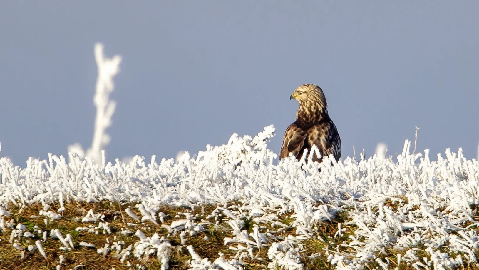 Rough-legged Buzzard — Graham Catley Photography