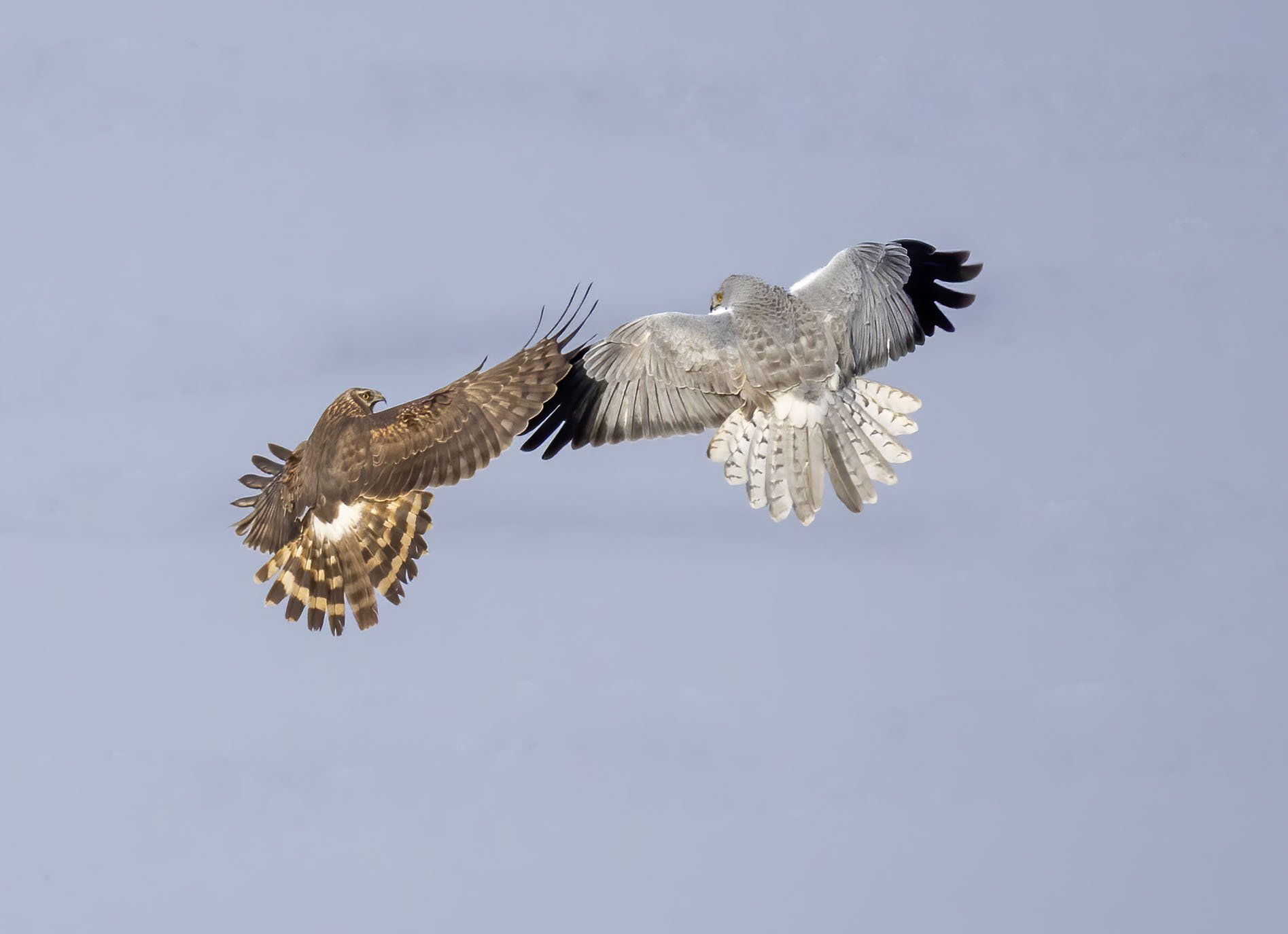 Hen Harrier action — Graham Catley Photography
