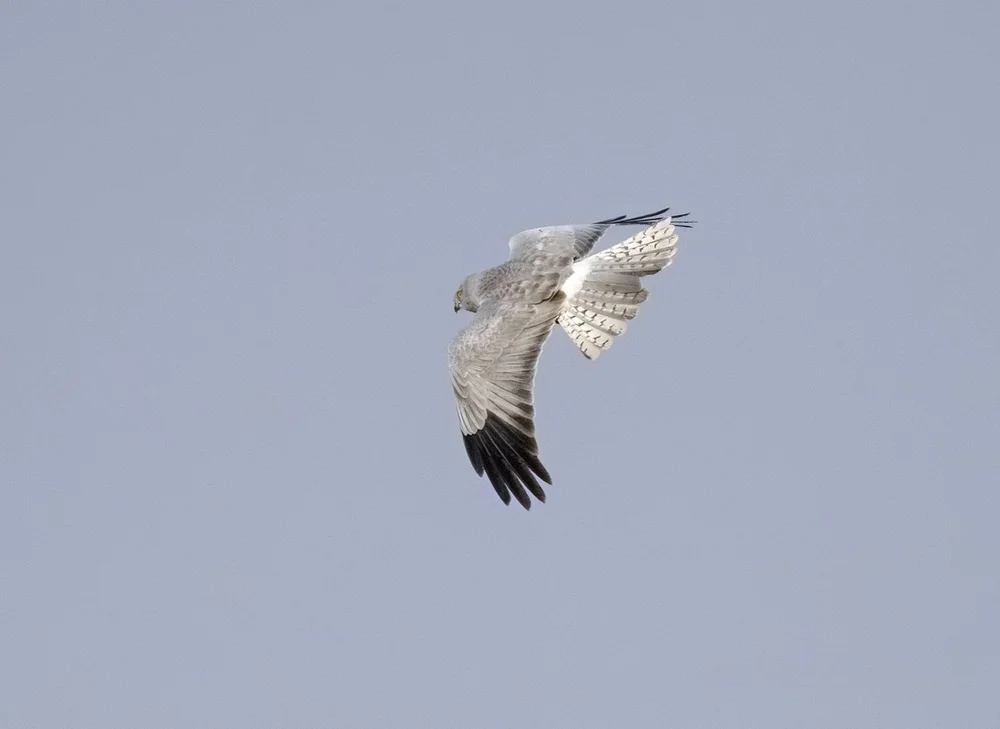 Hen Harrier action — Graham Catley Photography