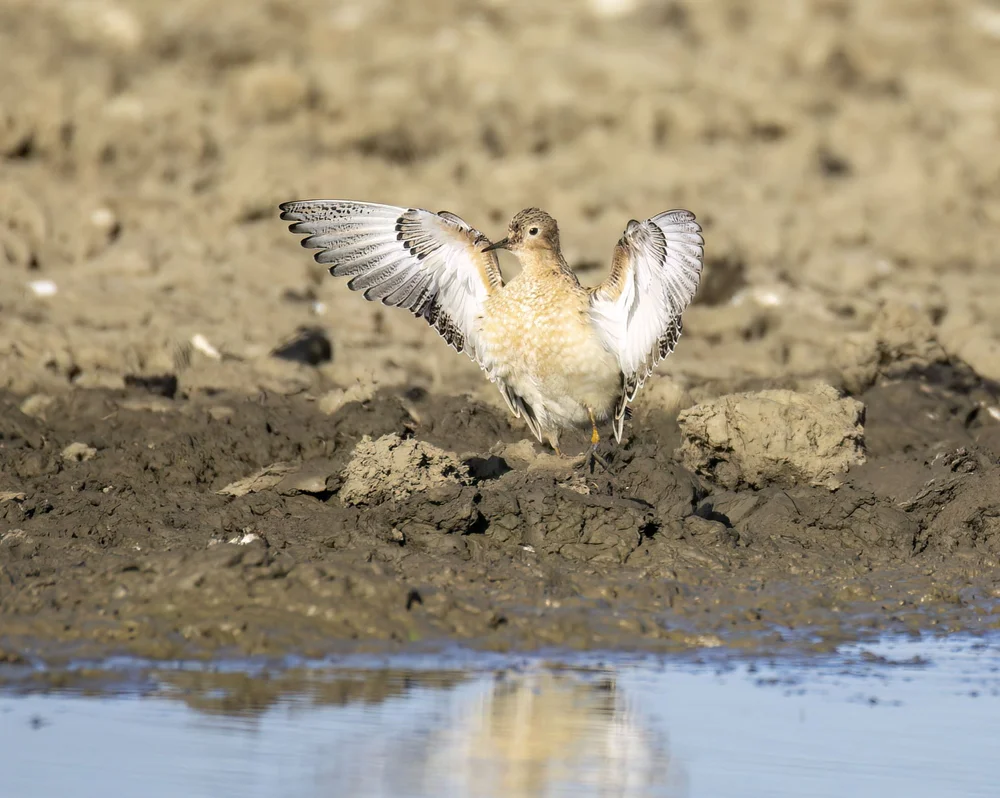 May 15th and 17th 2025 - Buff-breasted Sandpiper special days — Graham ...