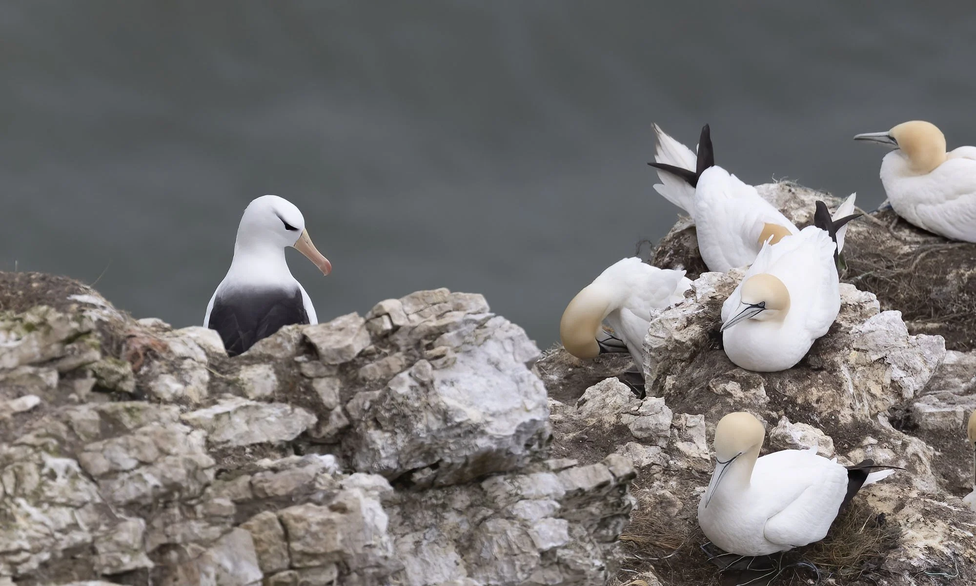 Black-browed Albatross, Bempton, June 2021 and 2022 — Graham Catley ...