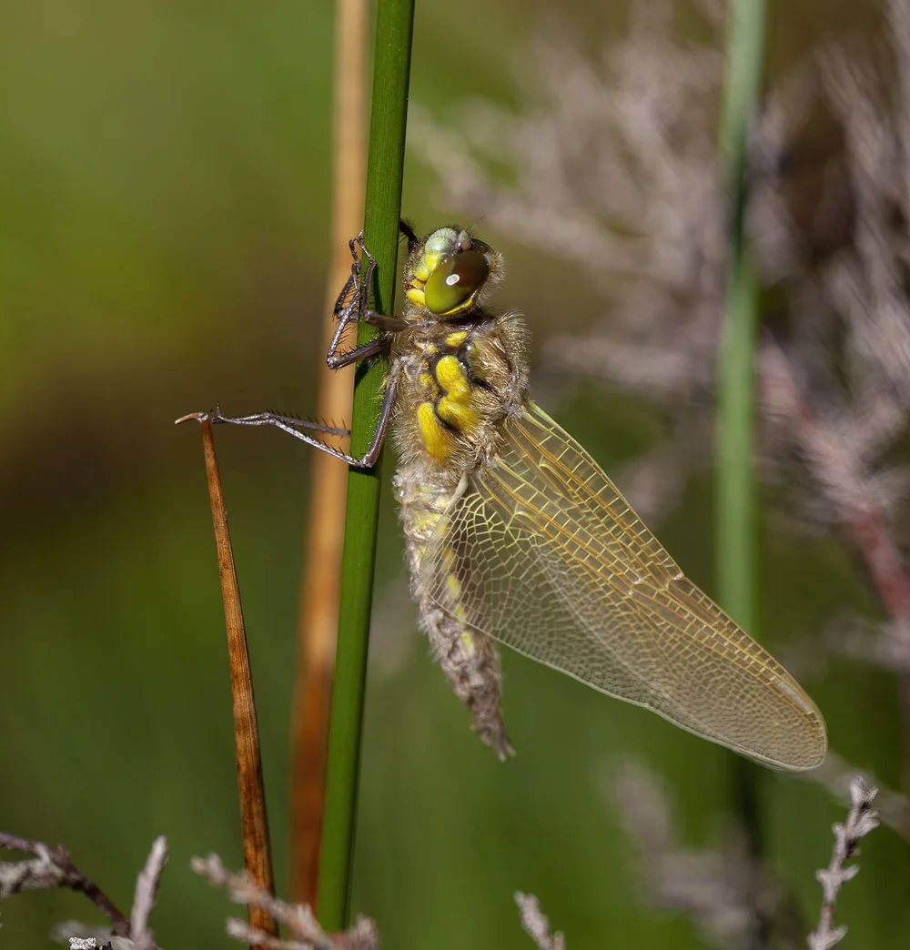 Four-spotted Chaser — Graham Catley Photography