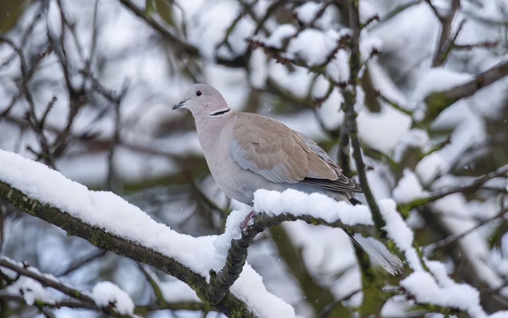 The Manton Collared (Turtle) Dove — 73 years on it is time to set right ...