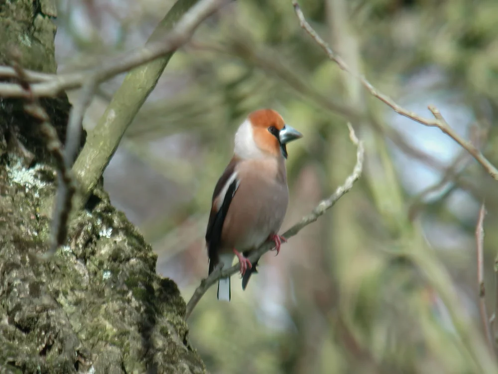 Hawfinches — Graham Catley Photography