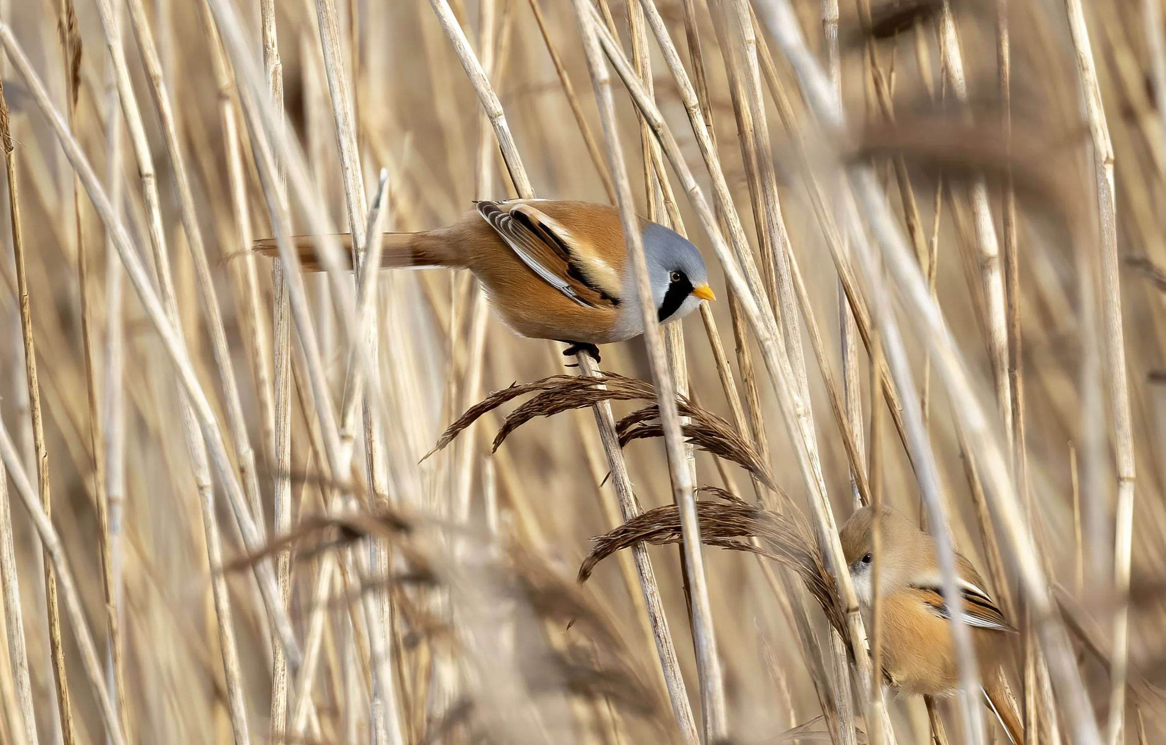 Bearded Reedling — Graham Catley Photography