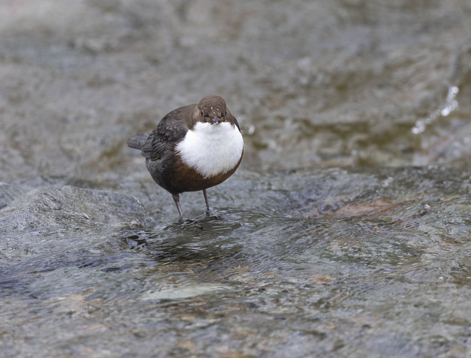 Dipper — Graham Catley Photography