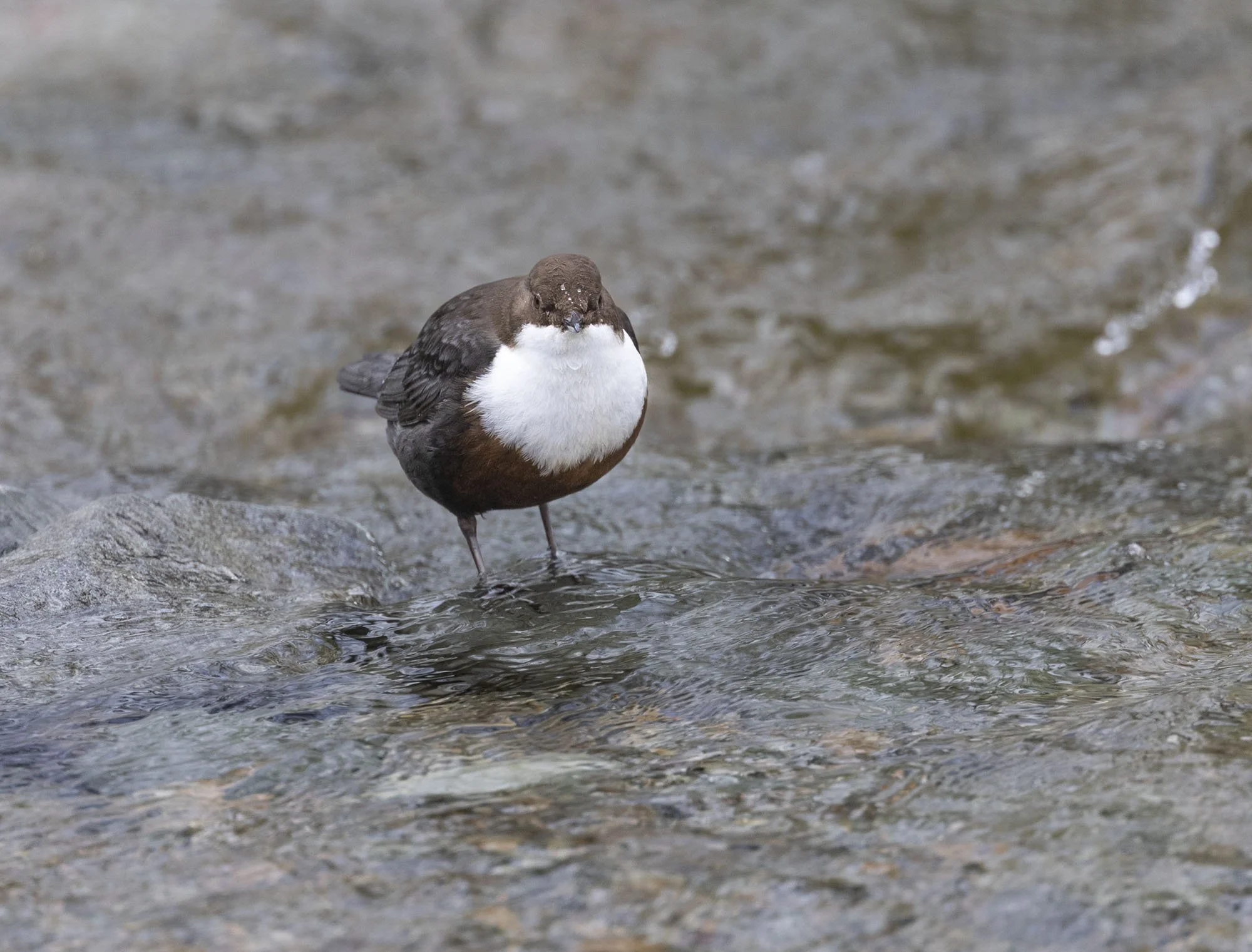 Dipper — Graham Catley Photography