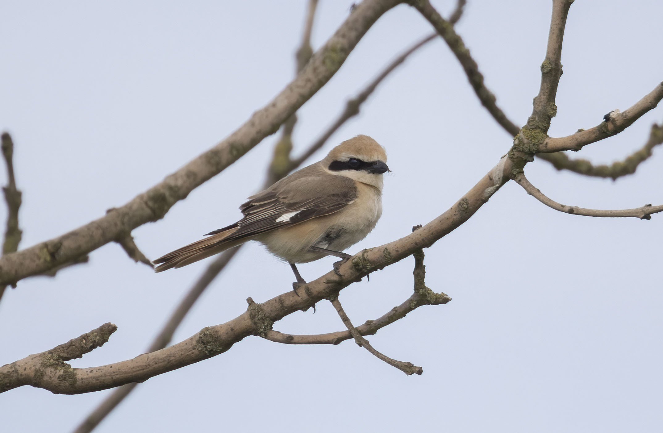 Red-tailed Shrike, Bempton Cliffs, East Yorkshire, June 28th 2022 ...