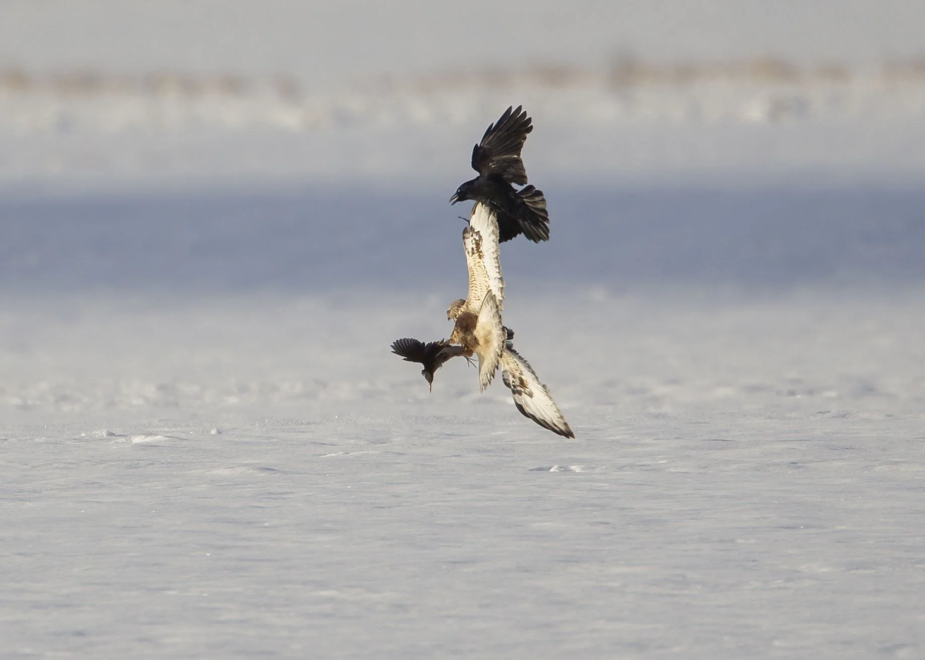 Rough-legged Buzzard — Graham Catley Photography