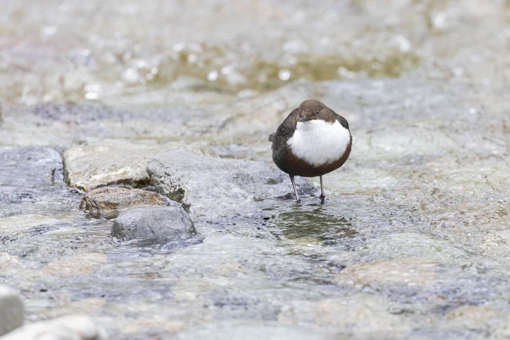 Dipper — Graham Catley Photography