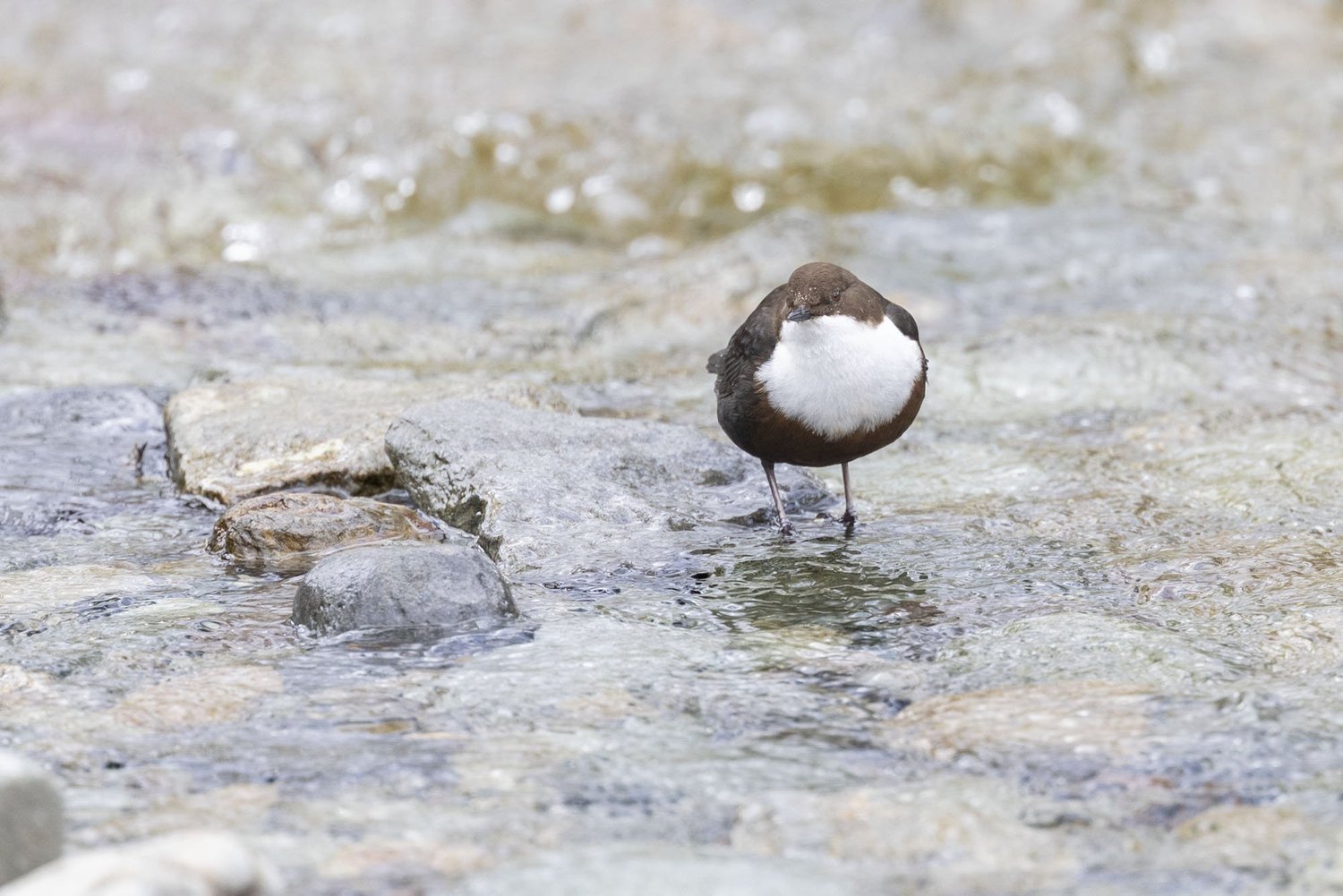 Dipper — Graham Catley Photography