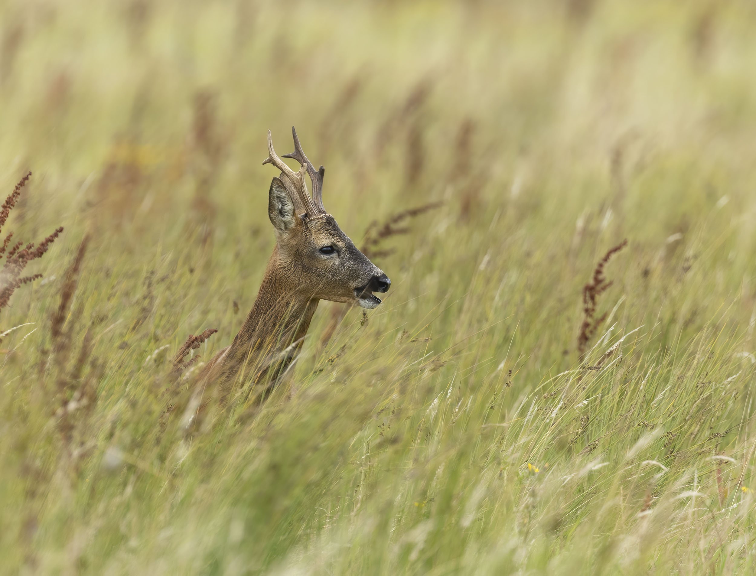 Roe Deer — Graham Catley Photography