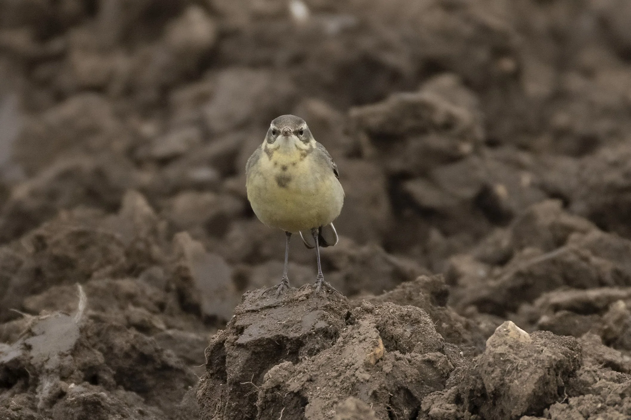 Eastern Yellow Wagtail at Winteringham — Graham Catley Photography