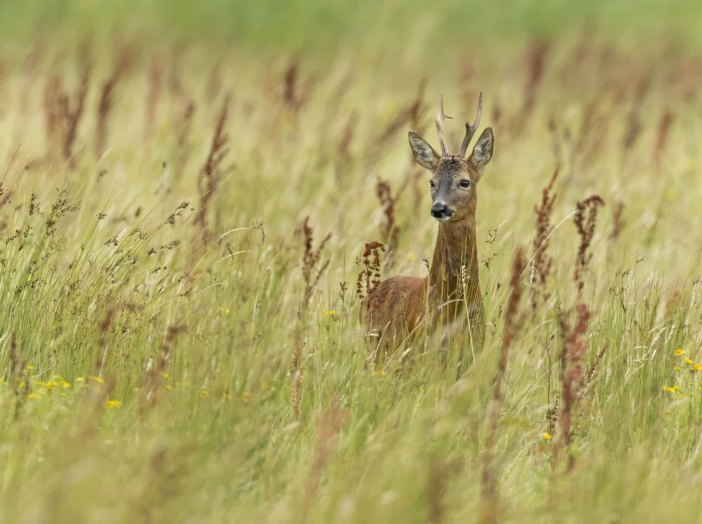 Roe Deer — Graham Catley Photography