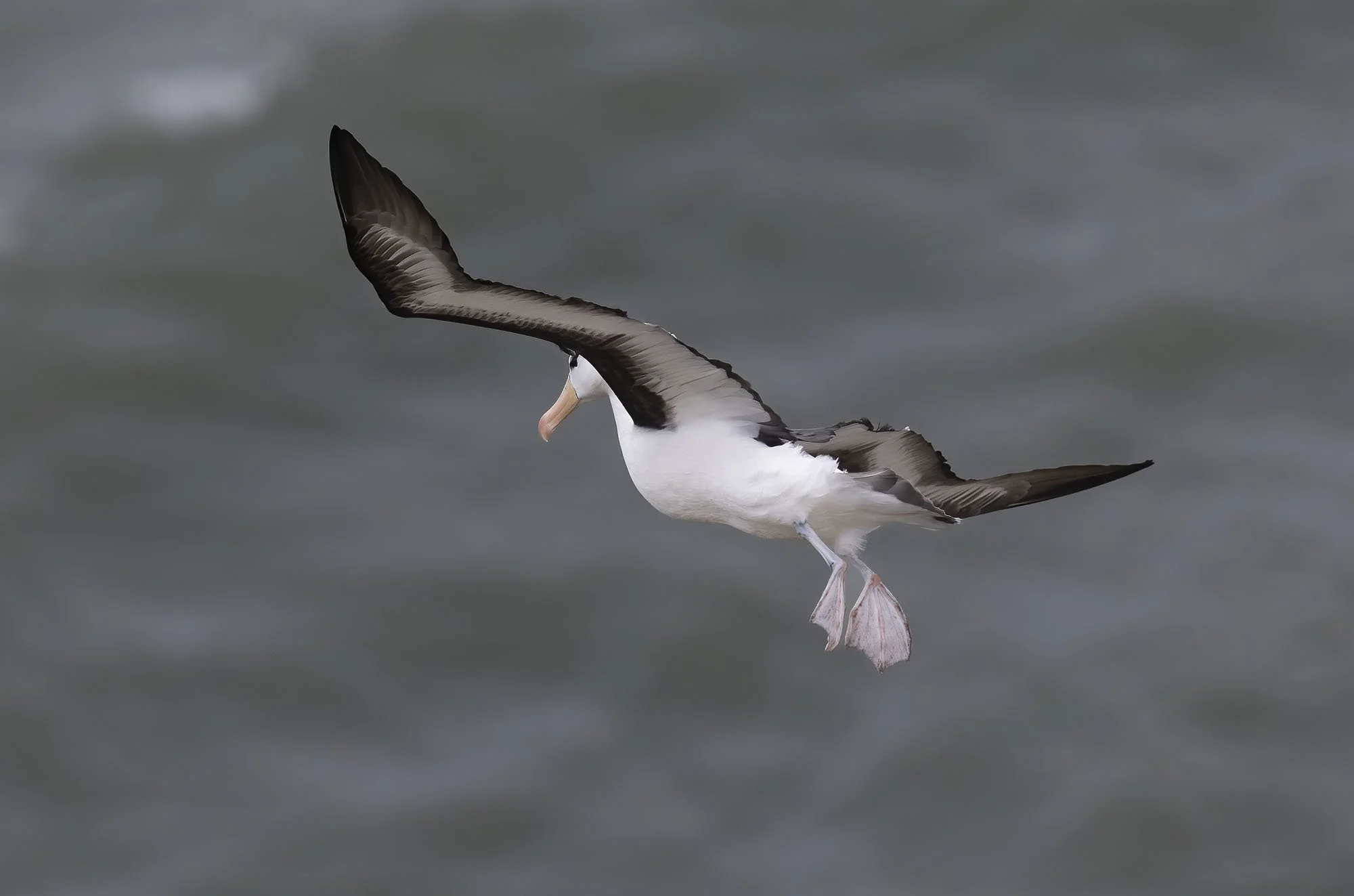 Black-browed Albatross, Bempton, June 2021 and 2022 — Graham Catley ...