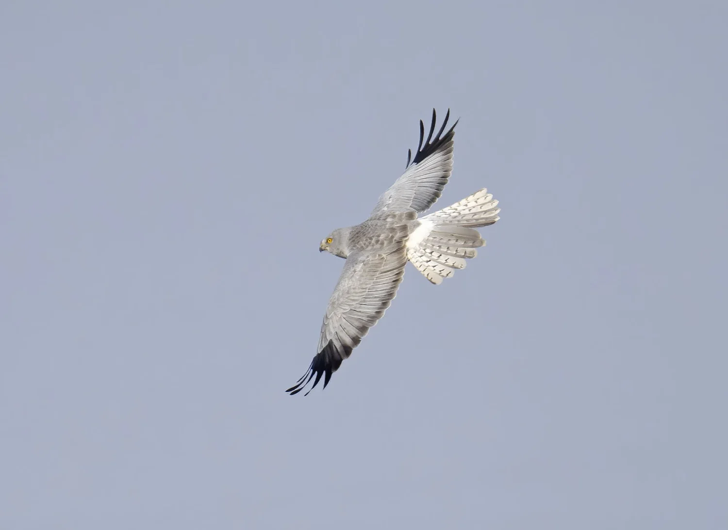 Hen Harrier action — Graham Catley Photography
