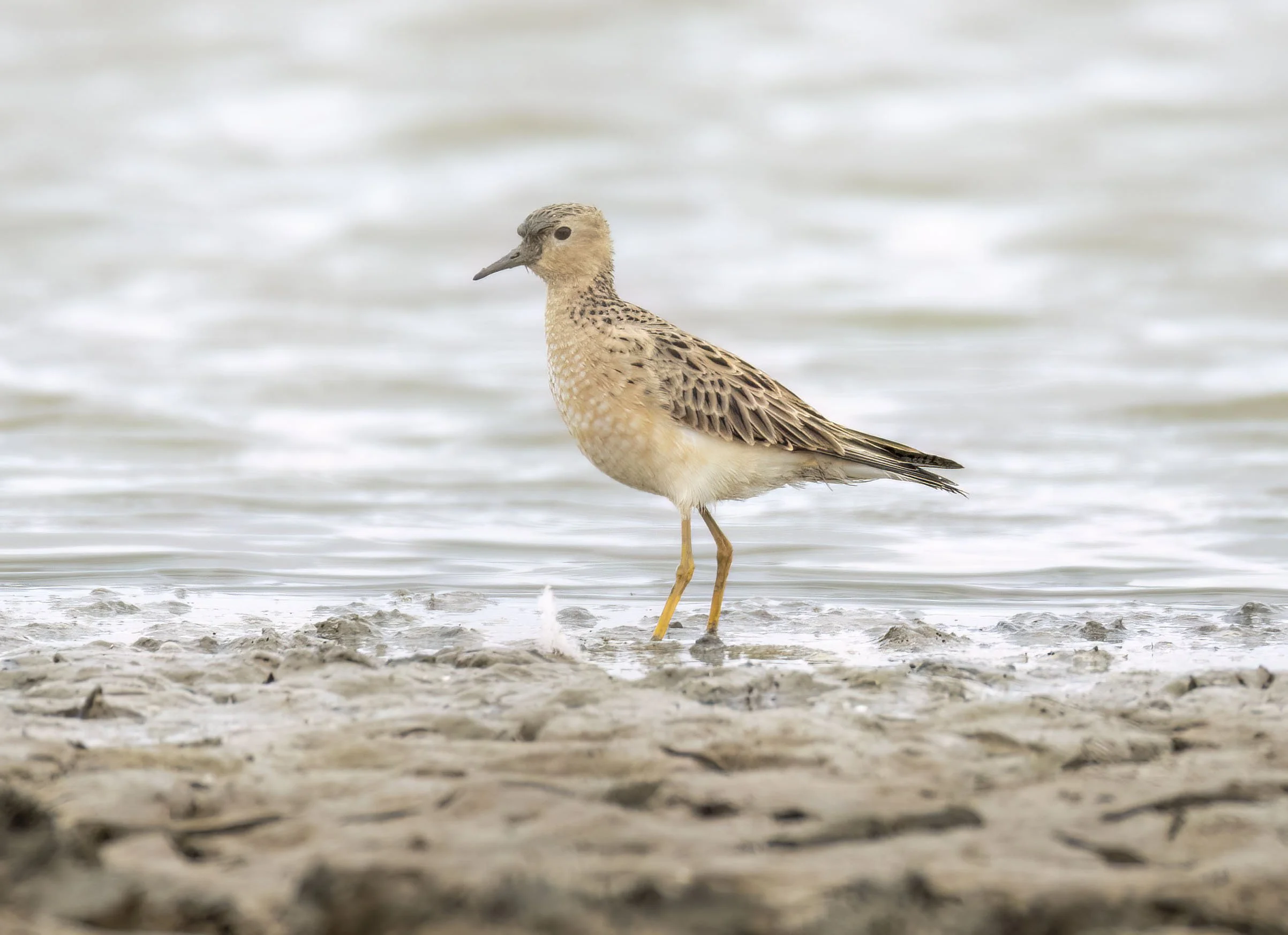 May 15th and 17th 2025 - Buff-breasted Sandpiper special days — Graham ...