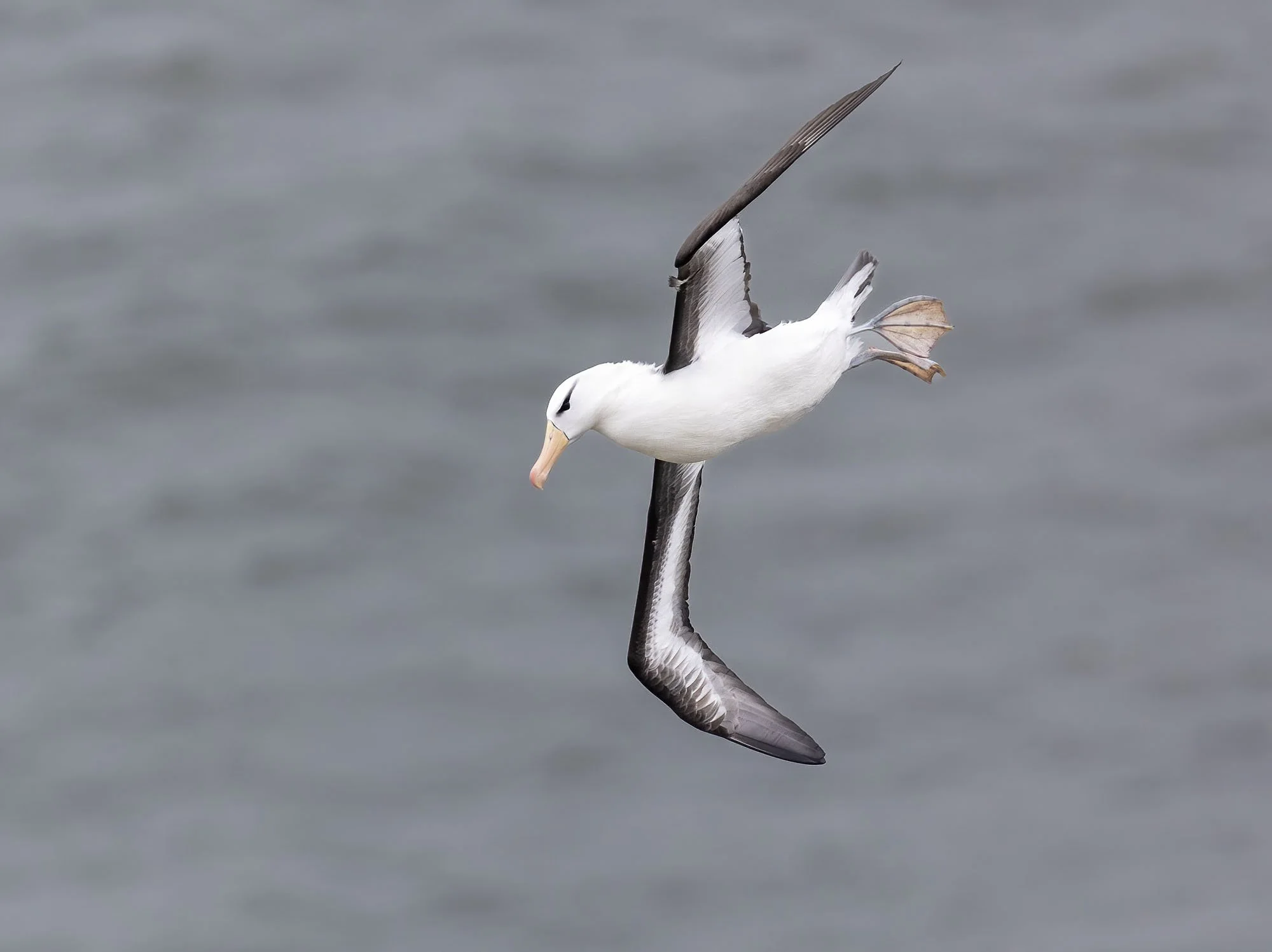 Black-browed Albatross, Bempton, June 2021 and 2022 — Graham Catley ...