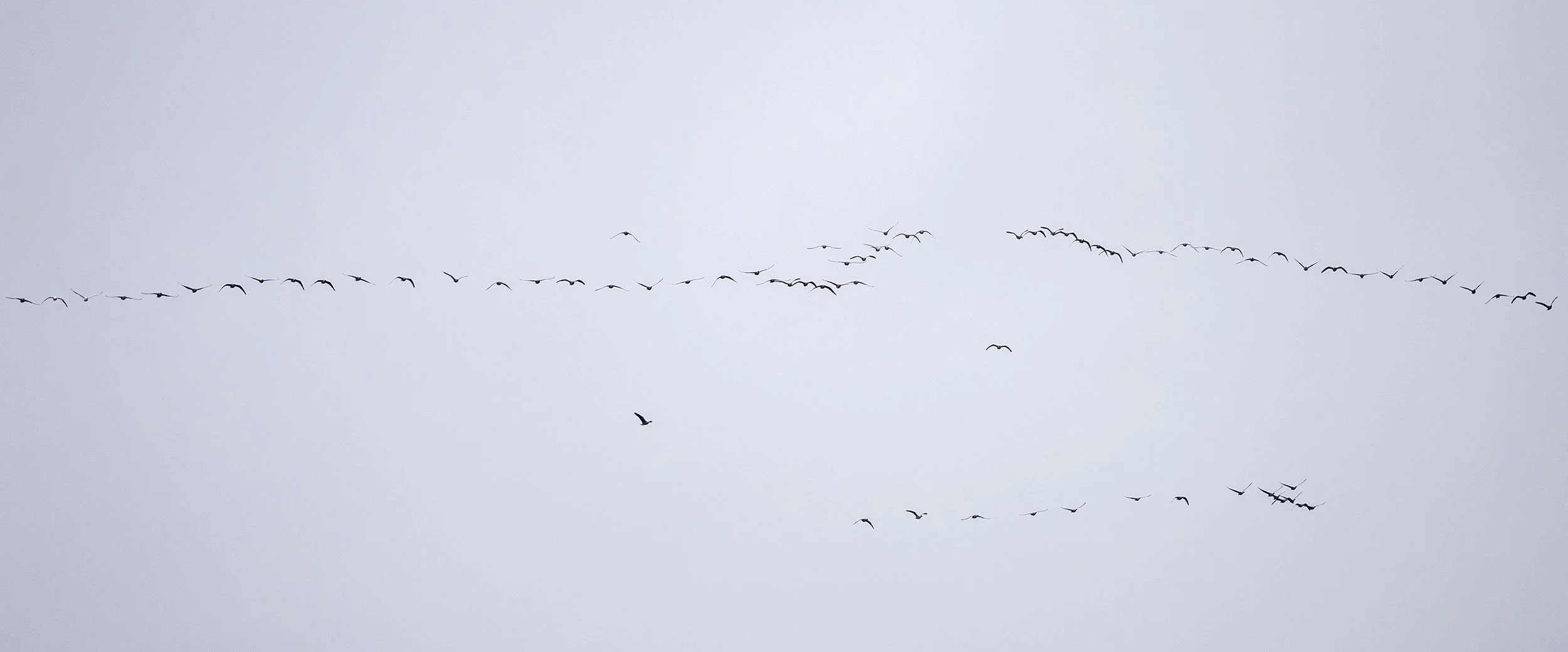 Two Snow Geese with the Humber Pink-footed Goose flock very high wild ...