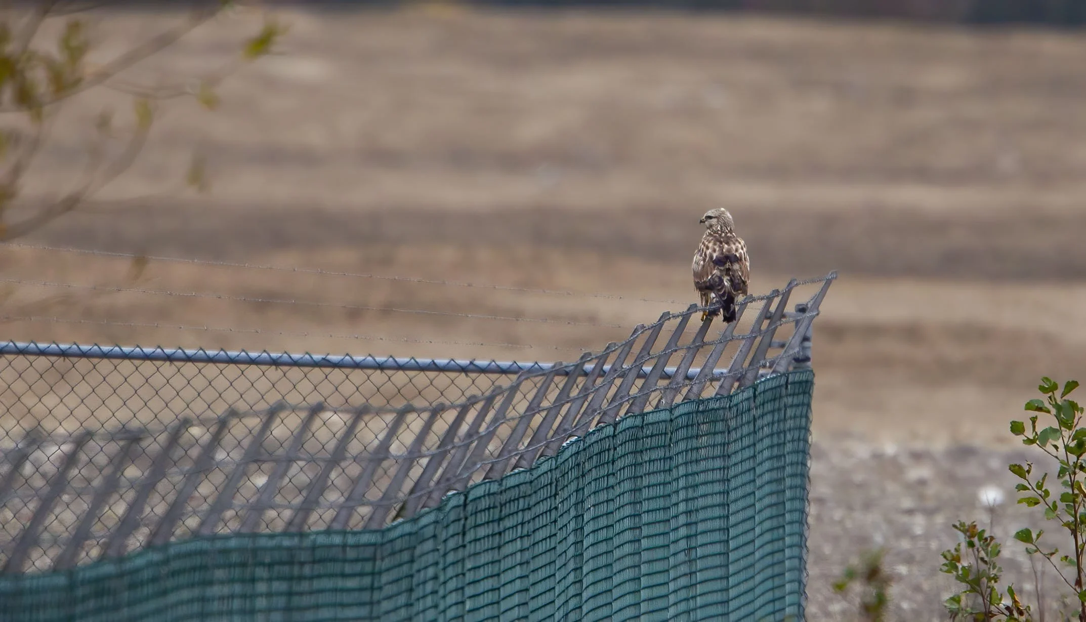 Rough-legged Buzzard — Graham Catley Photography