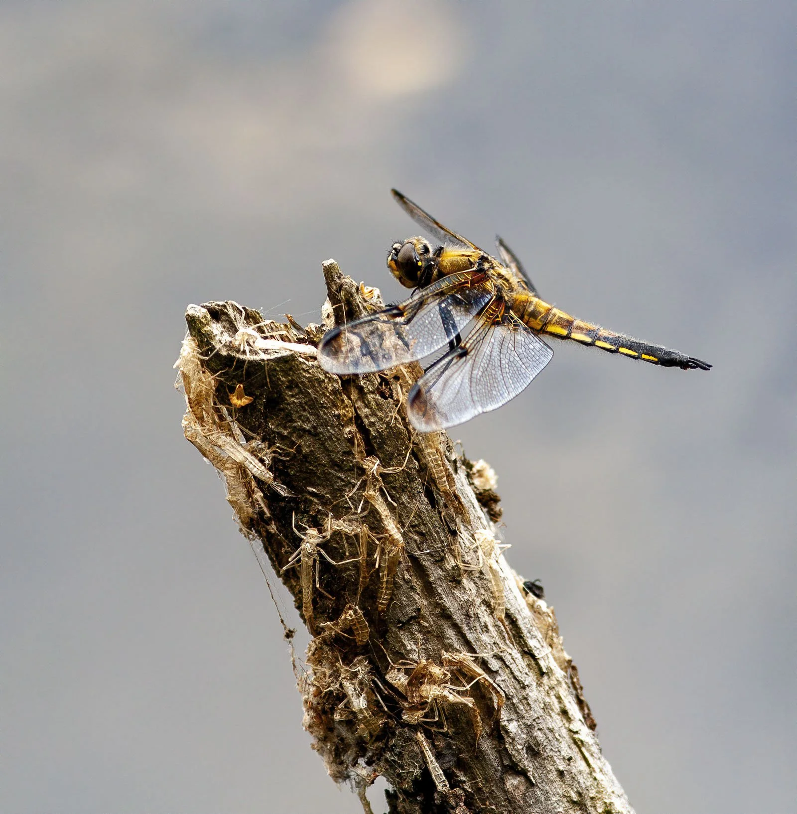 Four-spotted Chaser — Graham Catley Photography