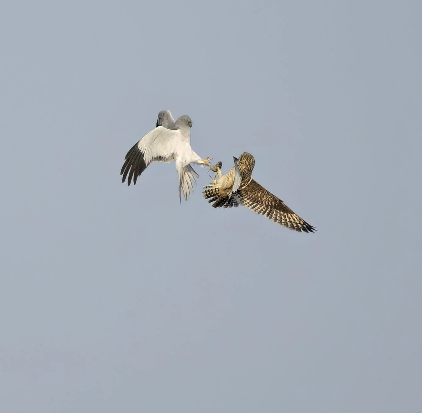 Hen Harrier v Short-eared Owl — Graham Catley Photography
