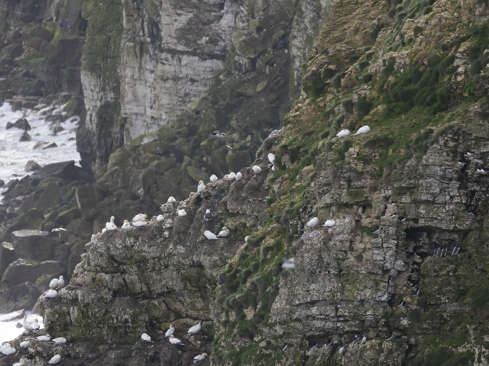 Black-browed Albatross, Bempton, June 2021 and 2022 — Graham Catley ...