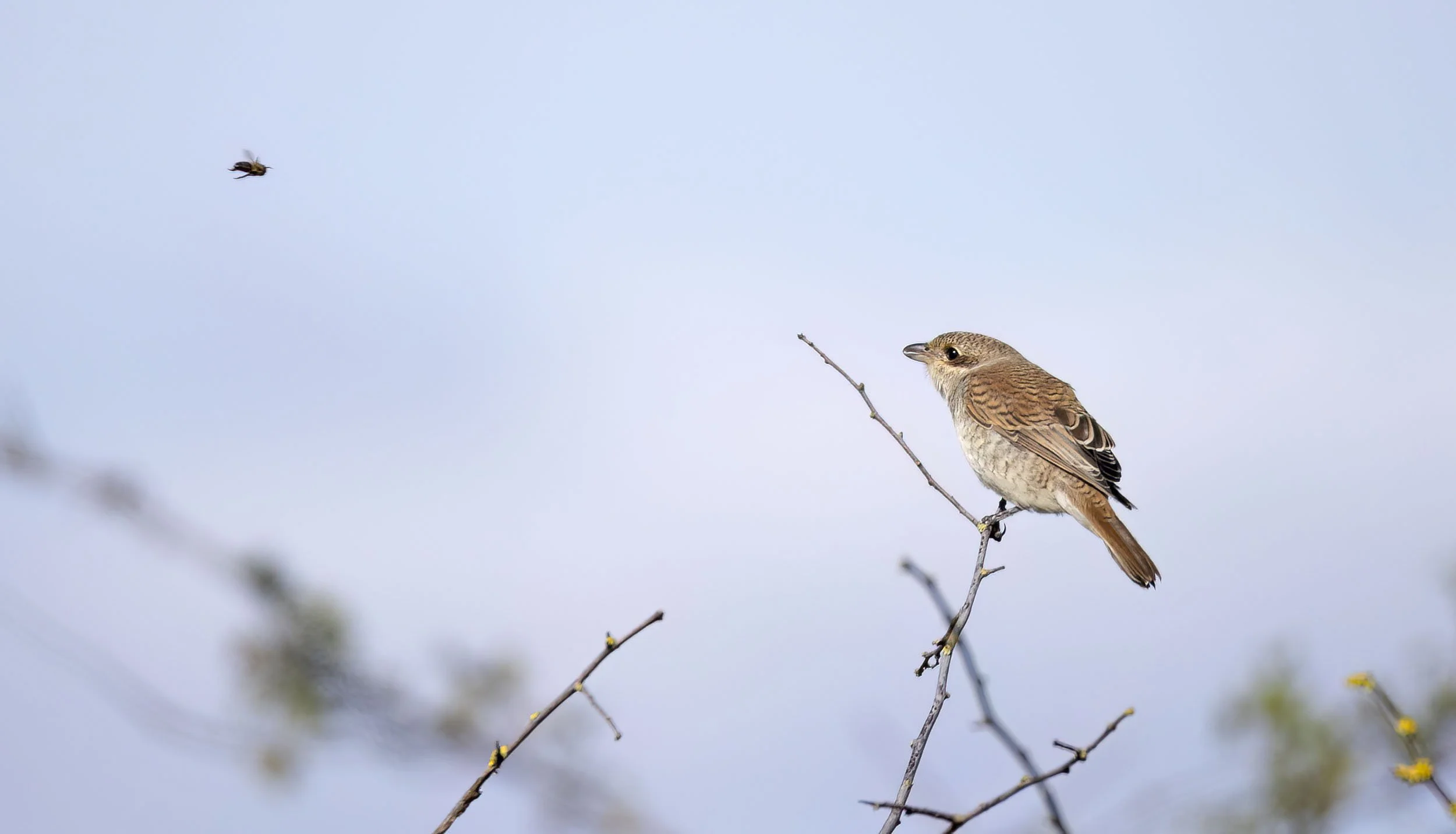 Red-backed Shrikes and an obliging Whinchat Donna Nook September 2024 ...