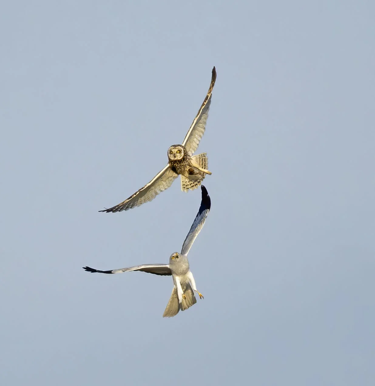 Hen Harrier v Short-eared Owl — Graham Catley Photography