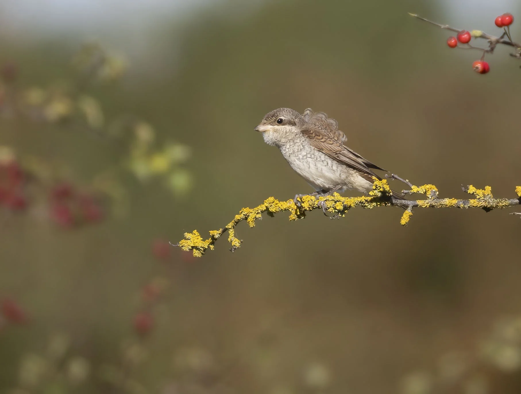 Red-backed Shrikes and an obliging Whinchat Donna Nook September 2024 ...