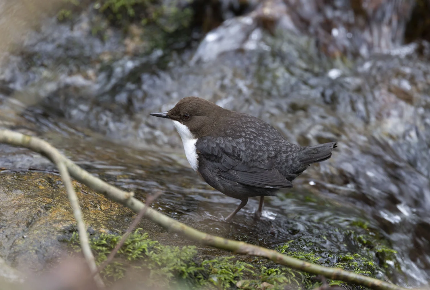 Dipper — Graham Catley Photography