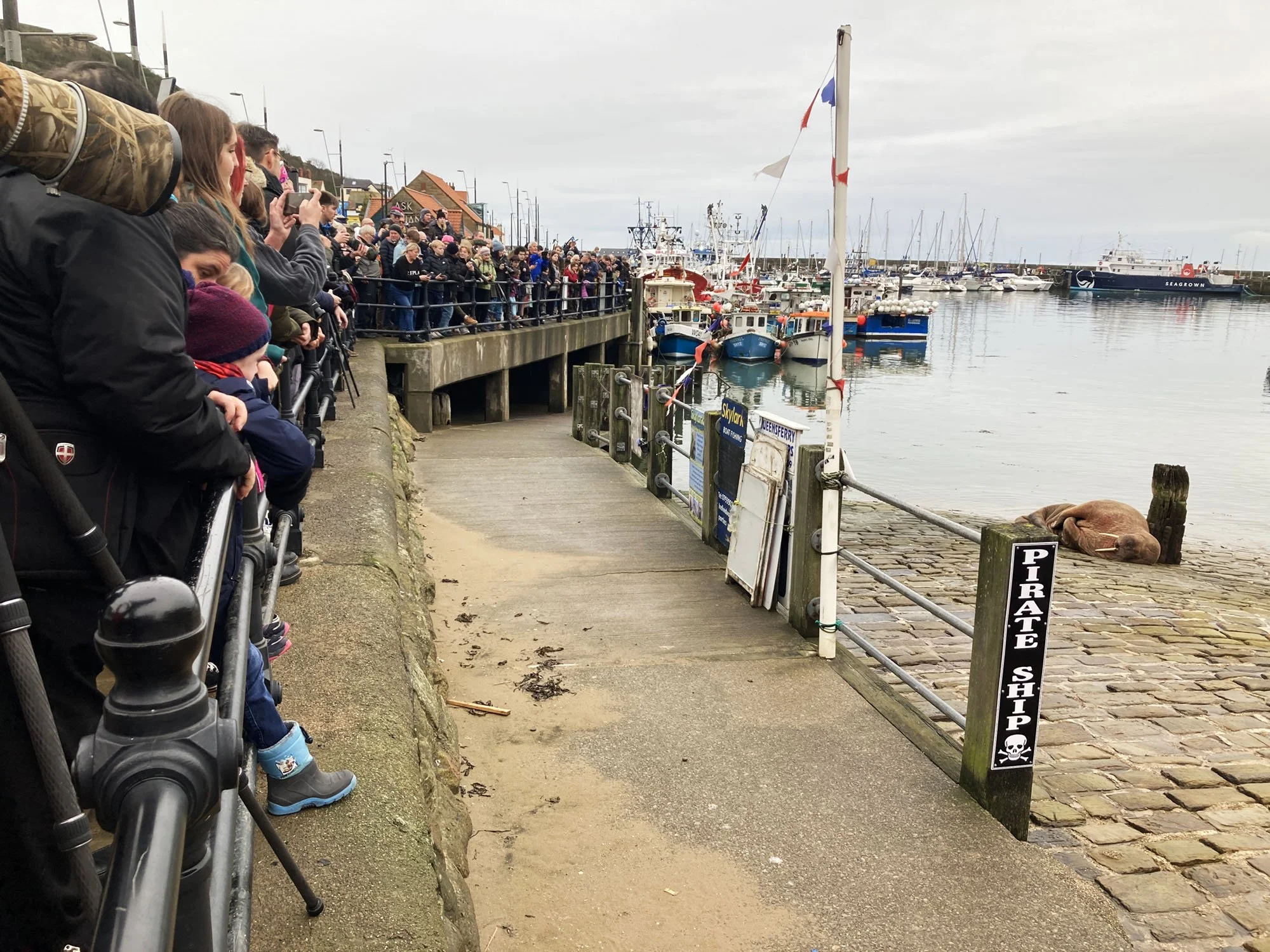 Walrus — Graham Catley Photography