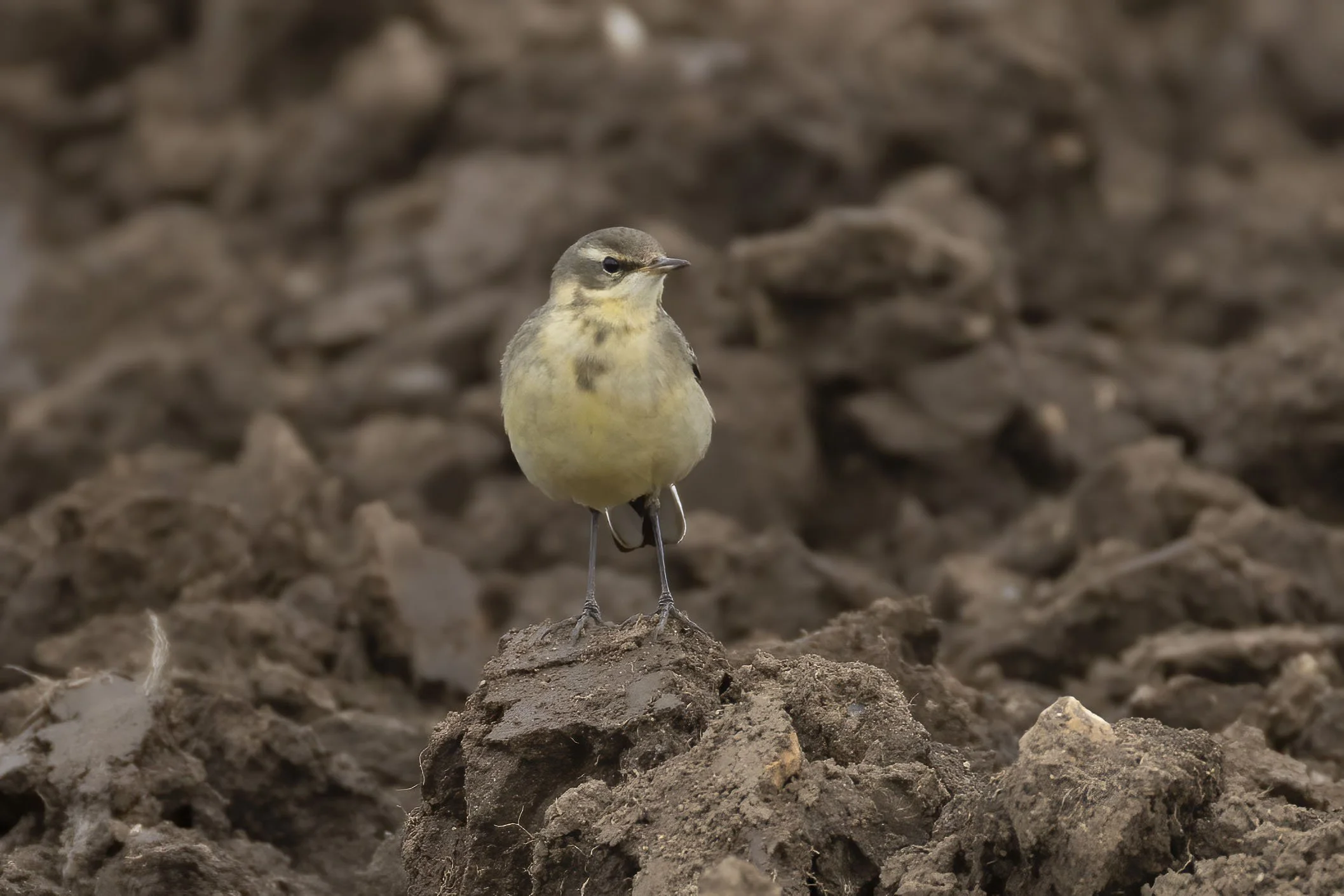 Eastern Yellow Wagtail at Winteringham — Graham Catley Photography