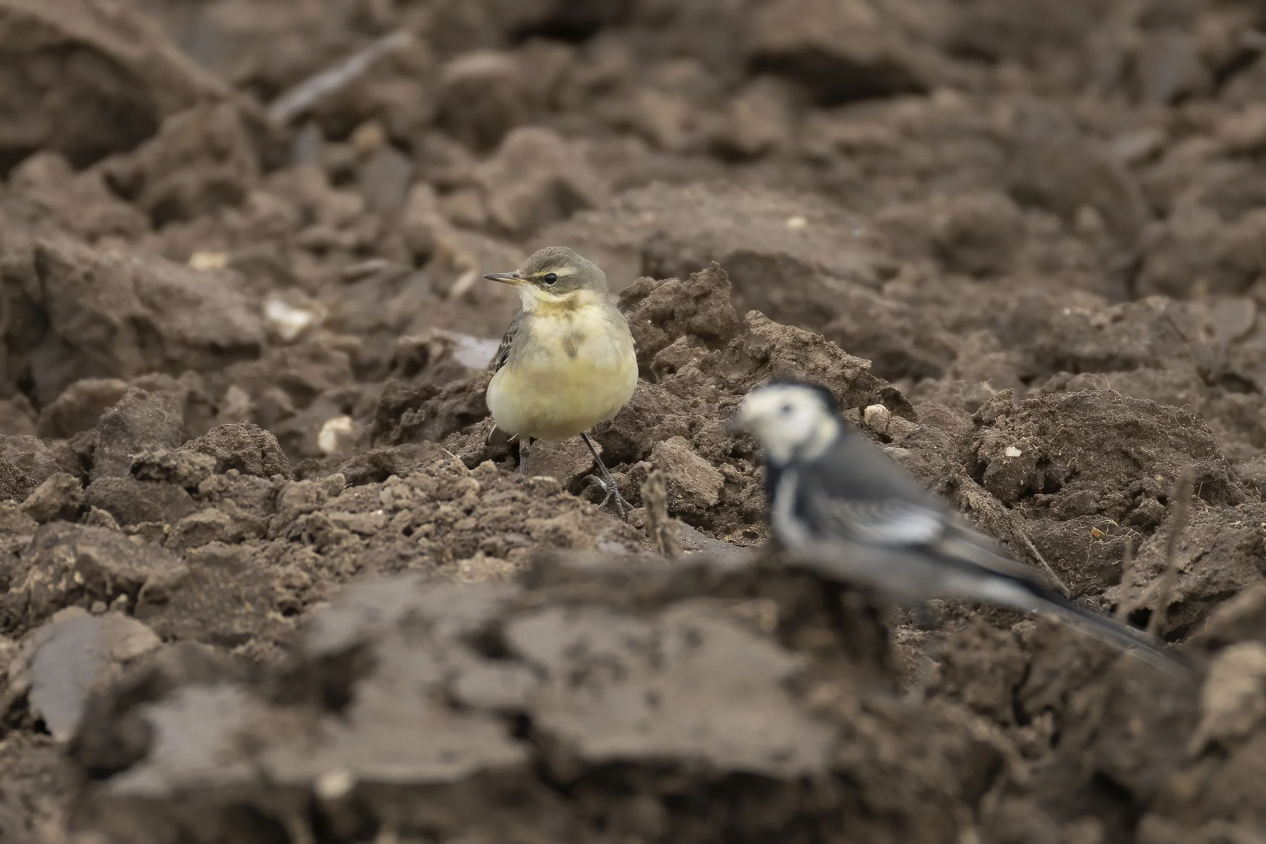 Eastern Yellow Wagtail at Winteringham — Graham Catley Photography