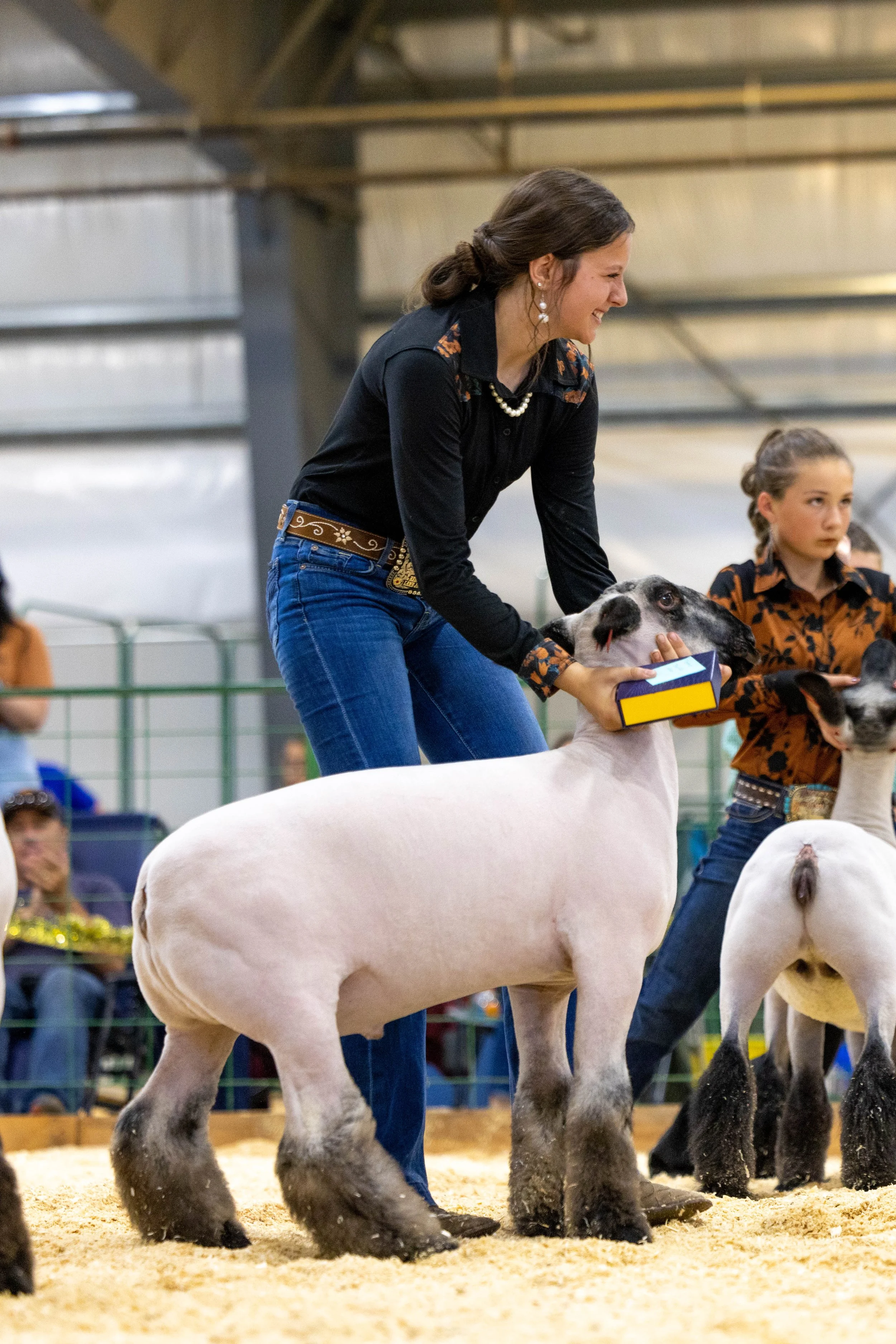 Lost Lake Show Lambs