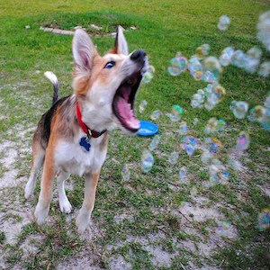Are Non Toxic Bubbles Safe For Dogs