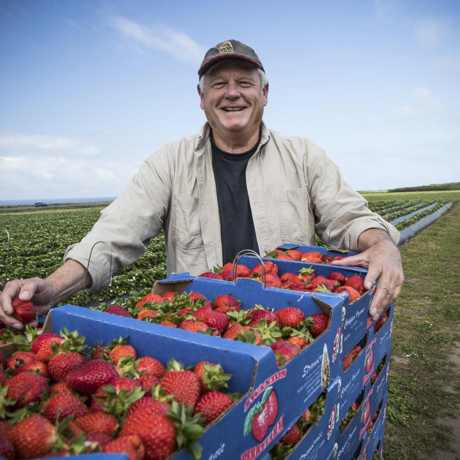 About us — Swanton Berry Farm