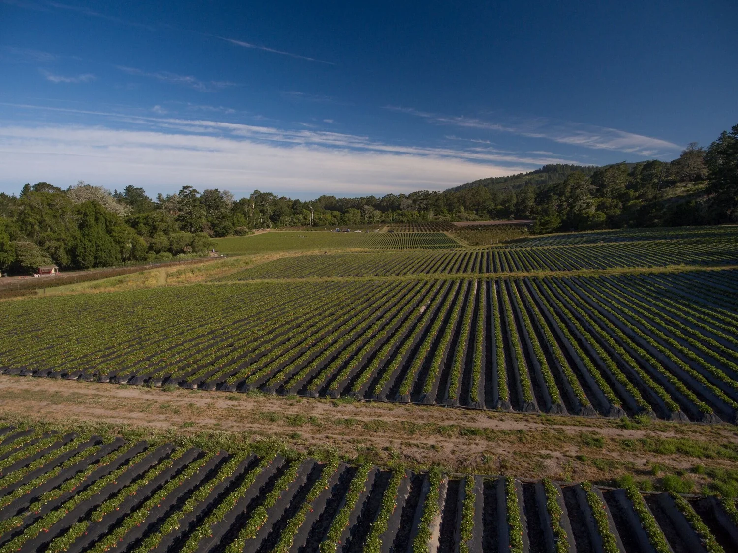 About us — Swanton Berry Farm