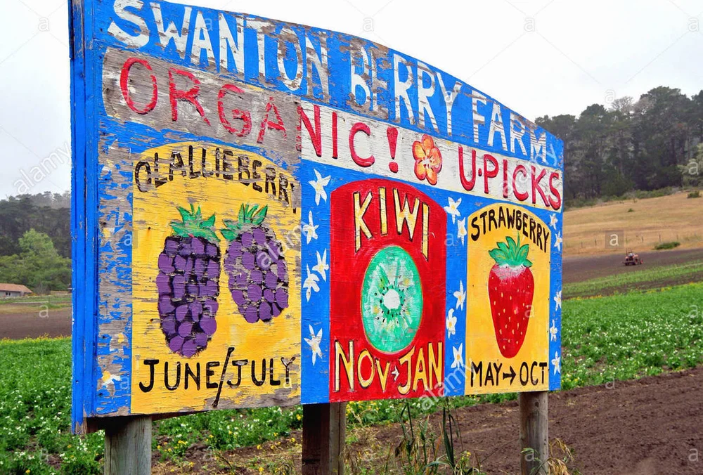 U-Picks — Swanton Berry Farm